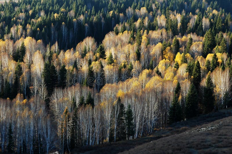 Scenery of Golden Autumn stock photo. Image of trees - 12392932