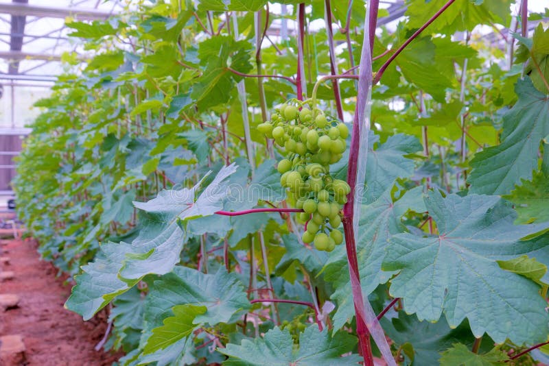Grape orchard stock image. Image of grapes, plant, fruit - 59063997