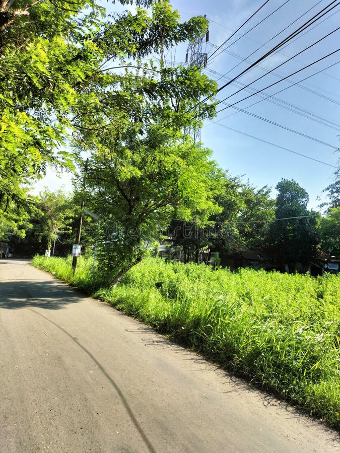 A Scenery Green Grass Tree Village Road Stock Image - Image of tree ...