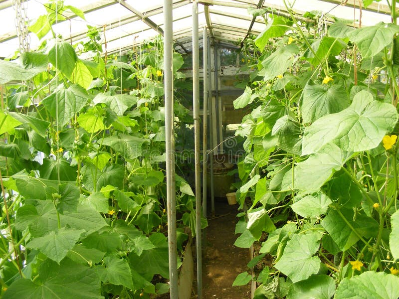 The Scenery of Greenhouse Cucumber Field Stock Photo - Image of ...