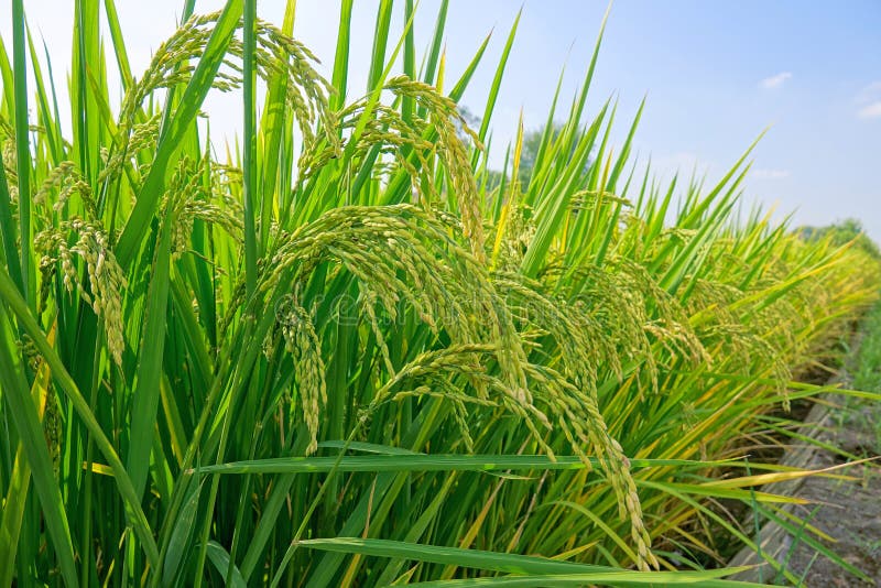 Paddy field stock image. Image of plant, farming, farmland - 124031073