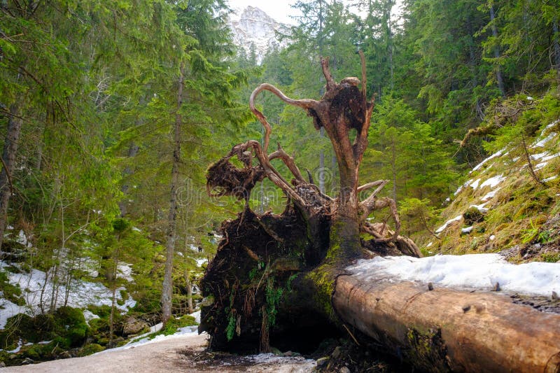 Scenery of a Large Tree that Fell Down Due To the Strong Winds Stock ...