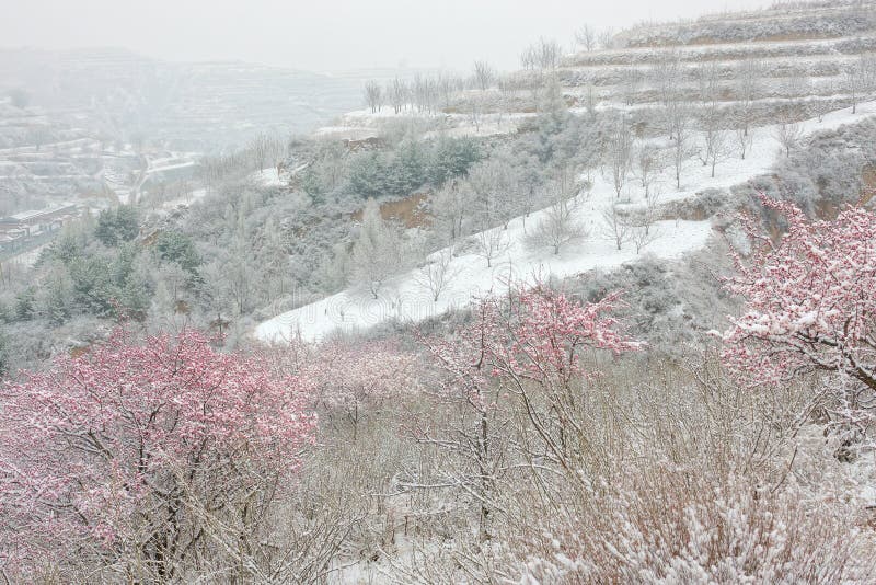 Mountain early spring stock photo. Image of apricot - 178996170