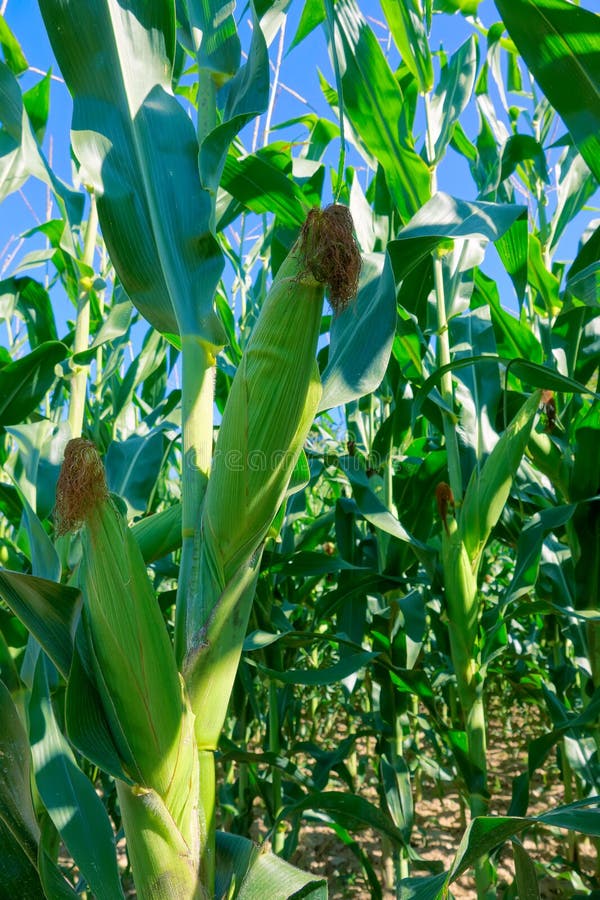Maize field stock photo. Image of fruits, fields, farmland - 192639870