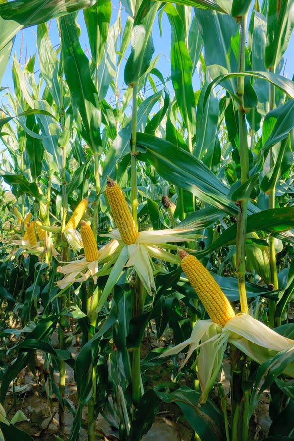 Maize field stock image. Image of scenery, foodstaff - 196491787