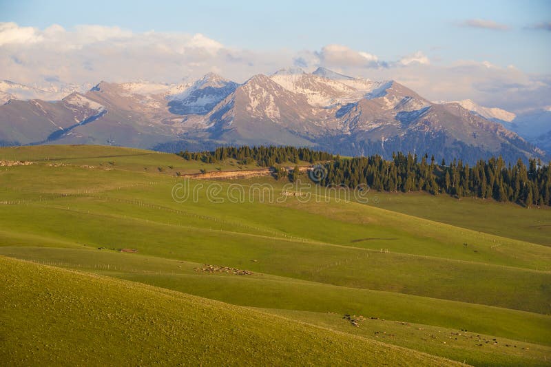Scenery of Meadow in the Morning Stock Image - Image of green ...