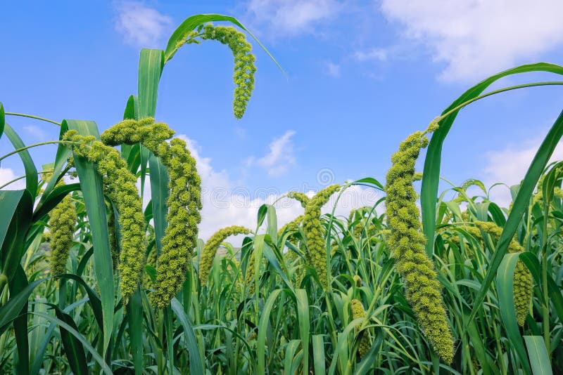 Millet stock photo. Image of fall, autumnal, eating, autumn - 34334918