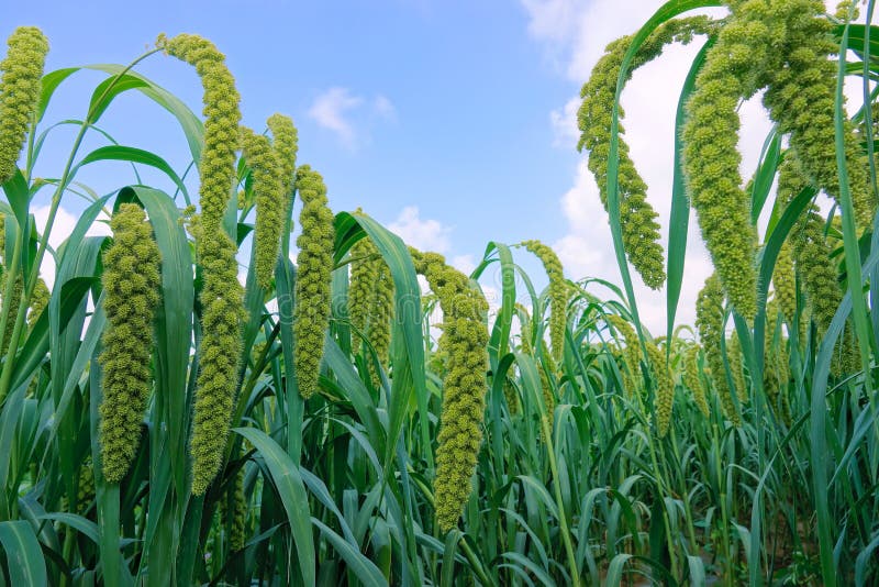 Millet field stock image. Image of corn, emblement, crop - 194091355