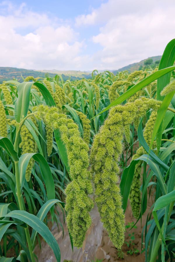 Millet field stock image. Image of corn, emblement, crop - 194091355