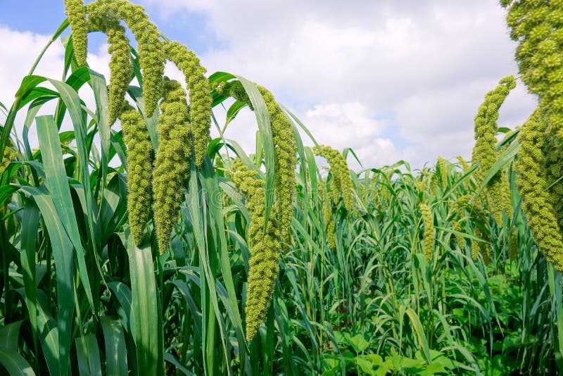 Millet field stock photo. Image of crop, ears, millet - 194091386