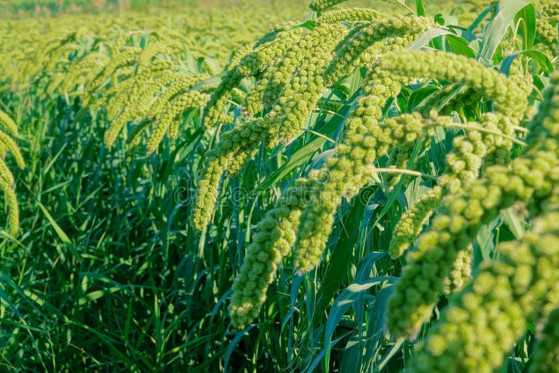 Millet field stock photo. Image of cereal, grain, agriculture - 194463260