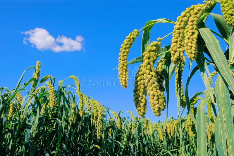 Millet field stock photo. Image of cultivated, land - 195860936