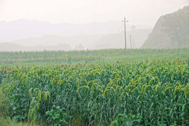 Scenery of millet field stock photo. Image of overcase - 193704864