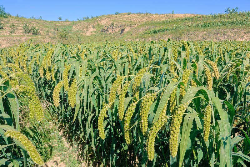 Millet field stock photo. Image of farm, ears, farmland - 45849398