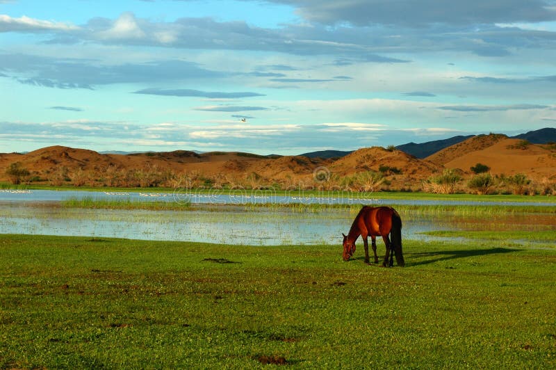Scenery in Mongolia stock image. Image of natural, horse - 12047105