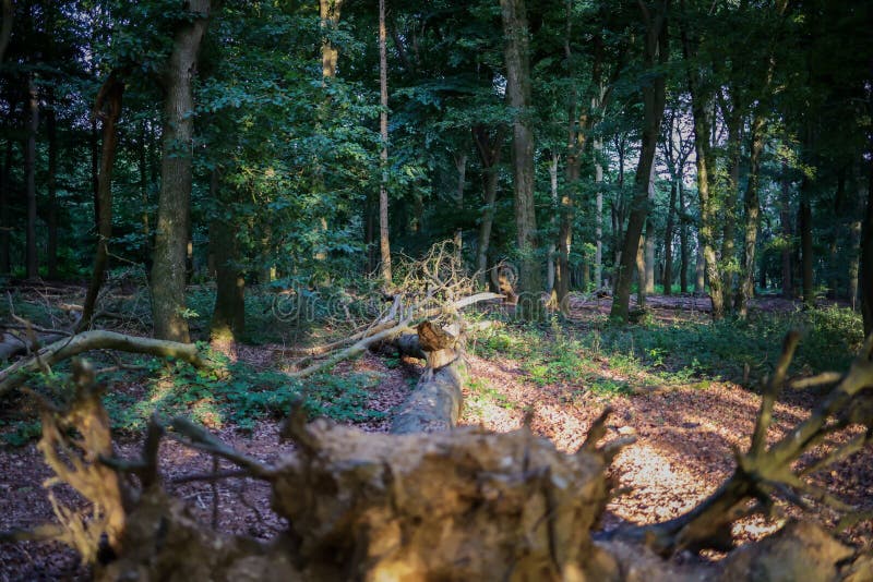 Scenery of a Mysterious Empty Forest with a Fallen Tree Stock Photo ...