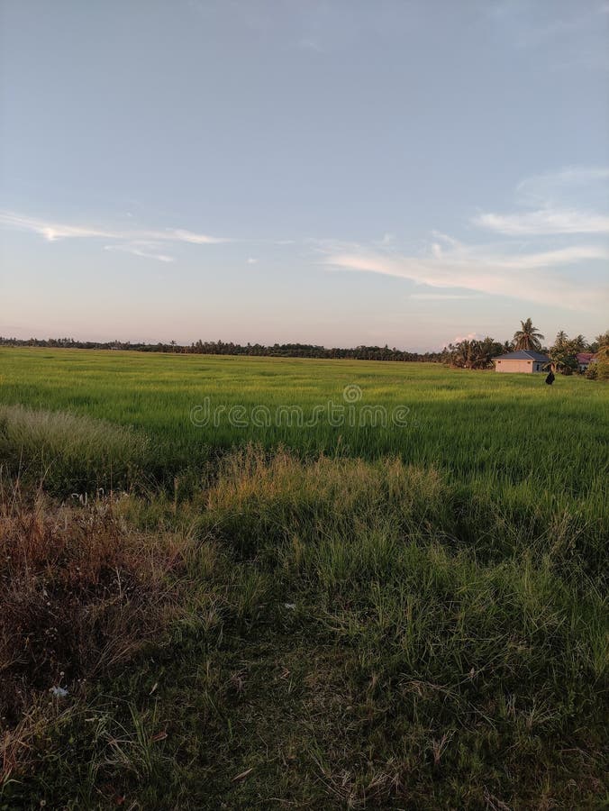 Scenery stock image. Image of kuala, kurau, perak, natural - 279076259