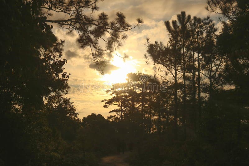 The Scenery of the Natural Shadow in the Beautiful Forest Stock Photo ...