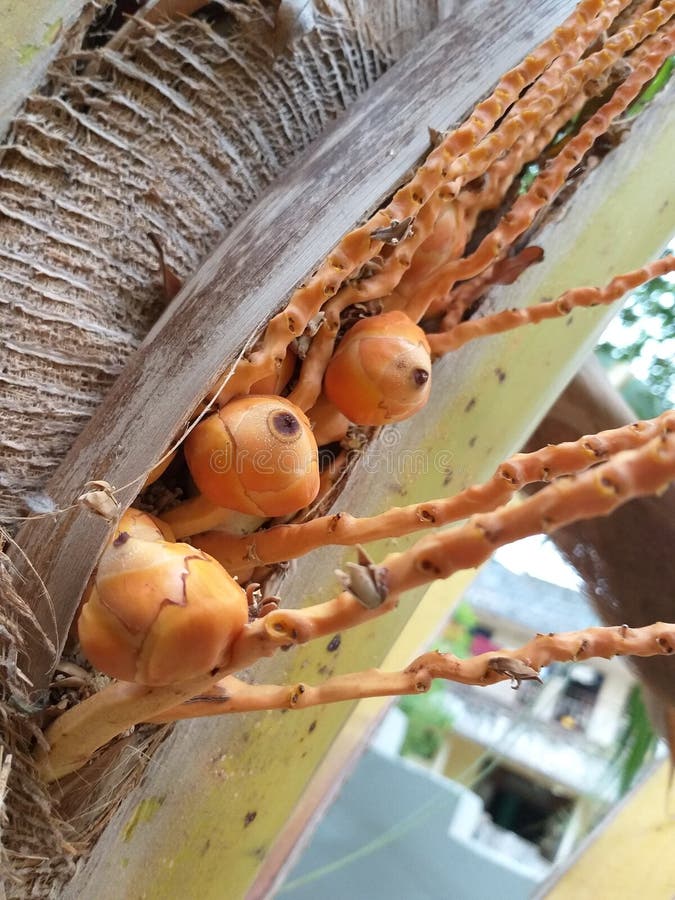 Small Coco Nut Looks Awesome Stock Image - Image of clouds, cloudy ...