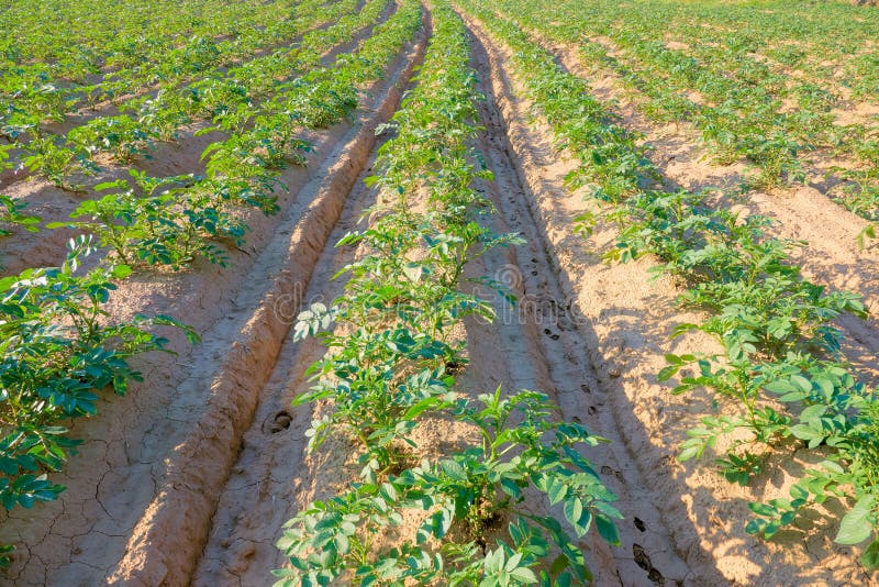 Potato fields stock image. Image of field, scenery, scenic - 189652745