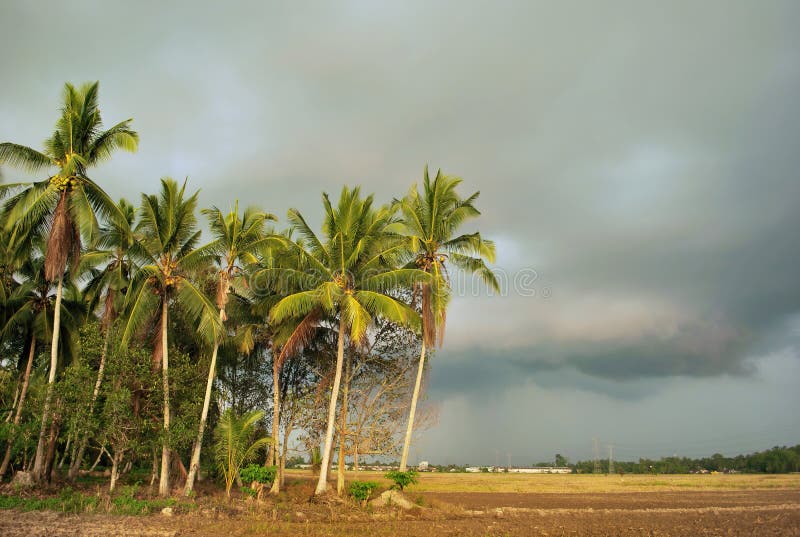 Scenery at Paddy Field and Coconut Tree during Cloudy Evening Stock ...