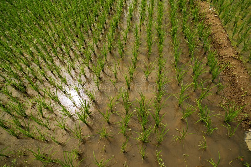 Scenery of Paddy Rice Fields in Rural Scenery Green Farmland Field ...