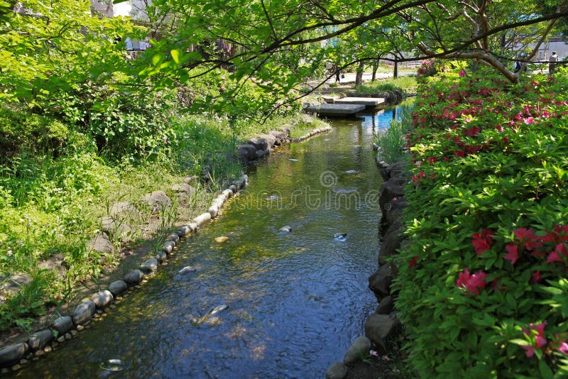 Scenery of Park Green and Small River Stock Image - Image of scene ...