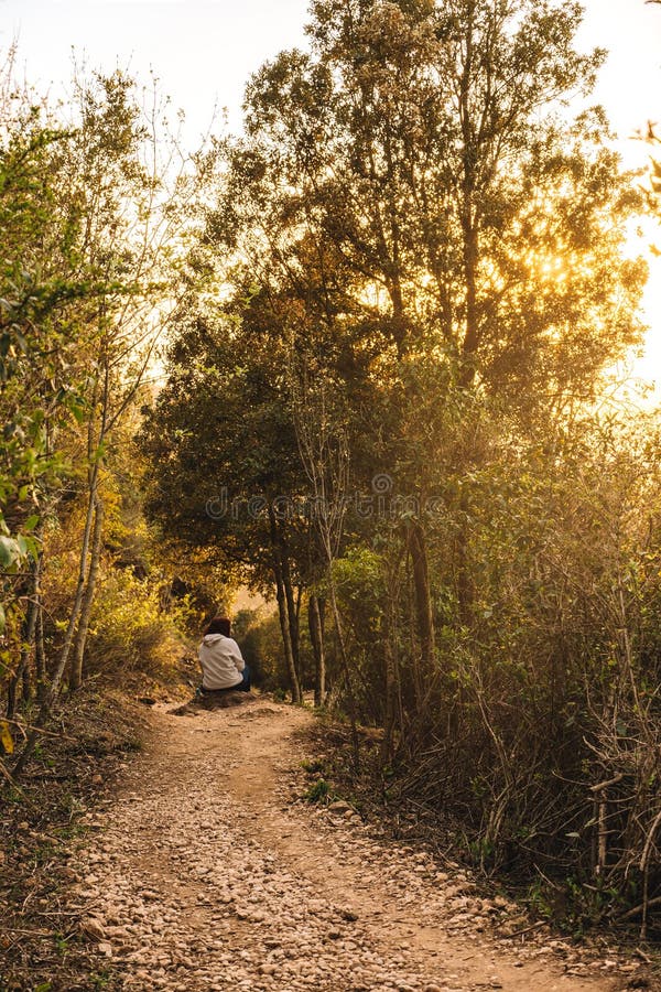 Scenery of a Path in the Interior of the Forest. Leaves of Different ...