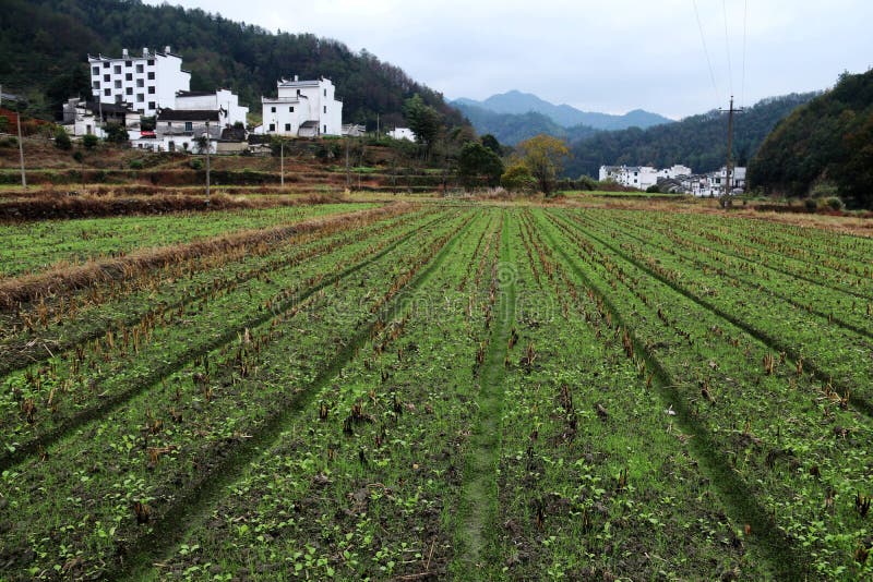 Jiangxi scenery stock image. Image of birds, inflorescence - 134257811