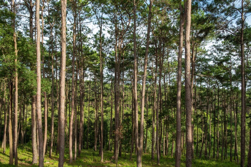 Scenery of Pine Forest on the Mountain, Full of Pine Trees Stock Photo ...