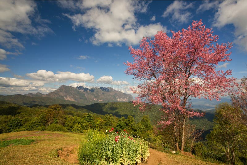 The Scenery of Pink Flower Tree with Sky. Stock Photo - Image of ...
