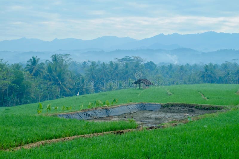 Scenery of Rice Field and Pond Stock Image - Image of tropical, valley ...