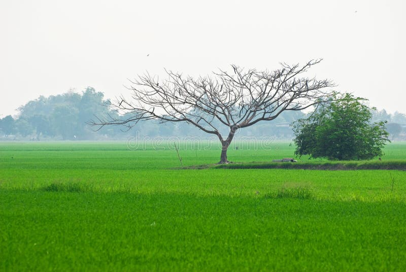 Scenery of rice fields stock image. Image of landscape - 24066403