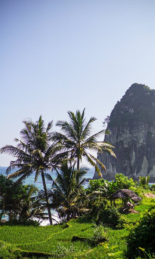 Scenery Ricefield Beach beside at Central Java, Indonesia Stock Photo ...