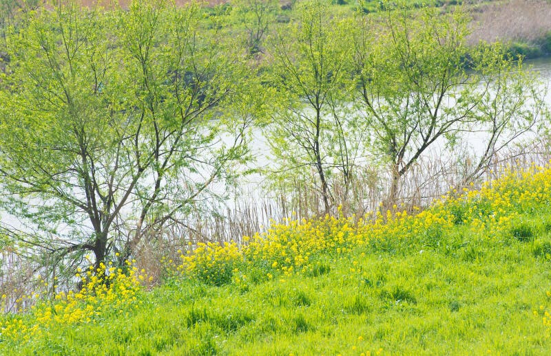 Scenery of the River Banks in Spring Stock Image - Image of leaf, plant ...
