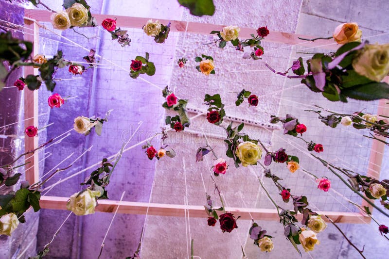 Scenery with Roses. Rain of Roses. Falling Rose Stock Photo - Image of ...