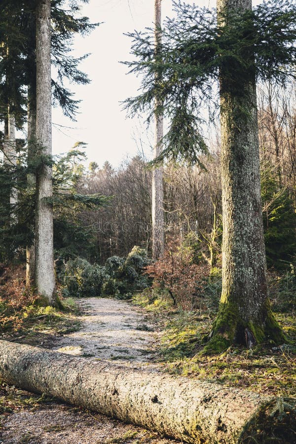 Scenery Shot of a Storm Damaged Forest, Broken Trees after Hurricane in ...