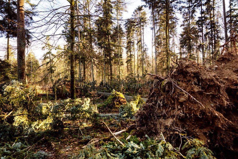 Scenery Shot of a Storm Damaged Forest, Broken Trees after Hurricane in ...