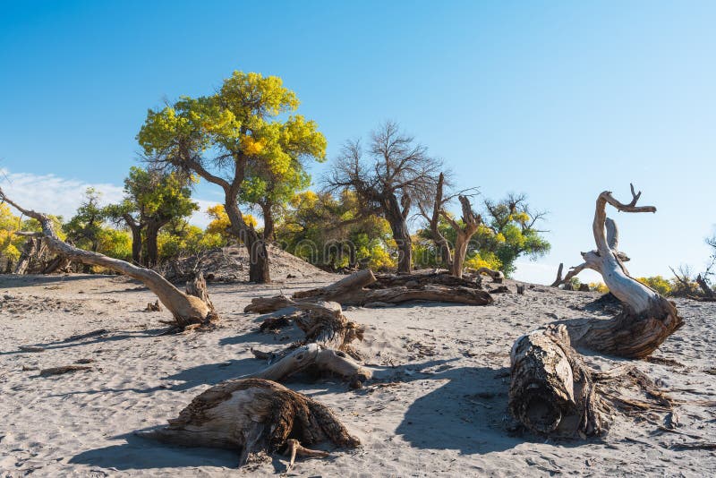 The Scenery of Sidao Bridge in Ejina Populus Euphratica Forest, Inner ...