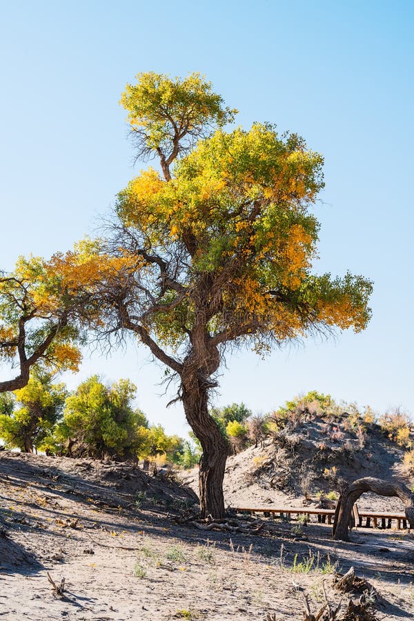 The Scenery of Sidao Bridge in Ejina Populus Euphratica Forest, Inner ...