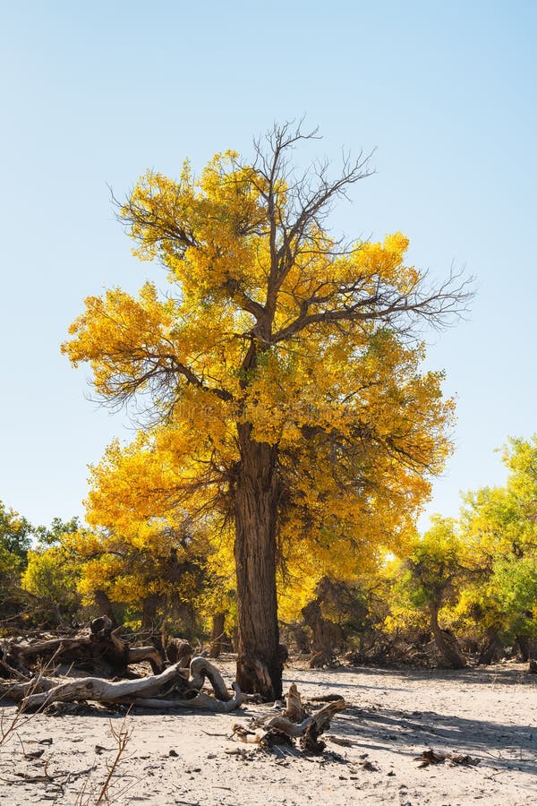 The Scenery of Sidao Bridge in Ejina Populus Euphratica Forest, Inner ...