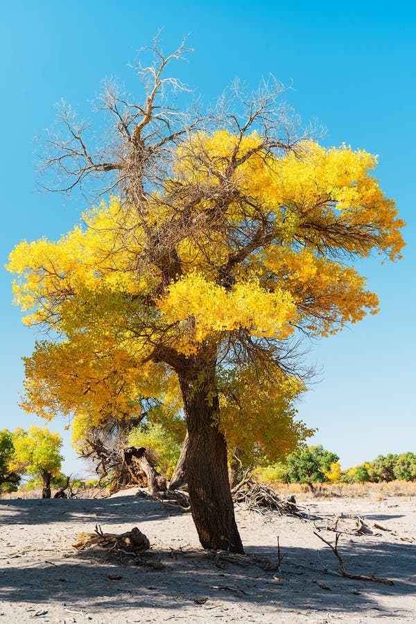 The Scenery of Sidao Bridge in Ejina Populus Euphratica Forest, Inner ...