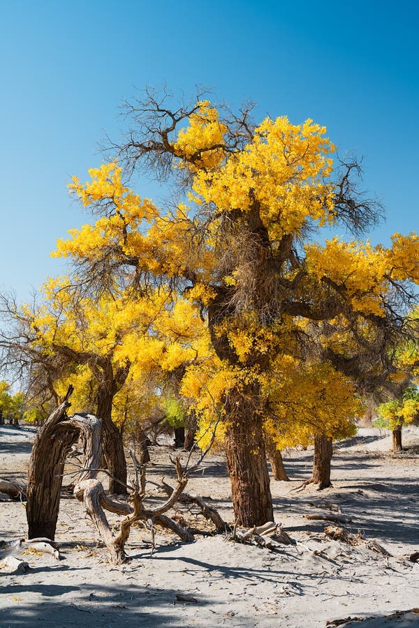 The Scenery of Sidao Bridge in Ejina Populus Euphratica Forest, Inner ...