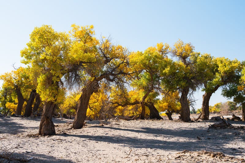 The Scenery of Sidao Bridge in Ejina Populus Euphratica Forest, Inner ...