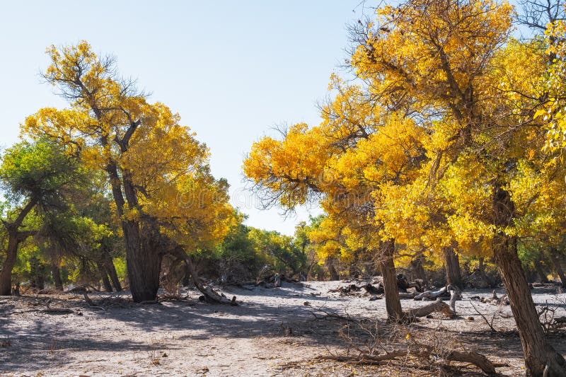 The Scenery of Sidao Bridge in Ejina Populus Euphratica Forest, Inner ...