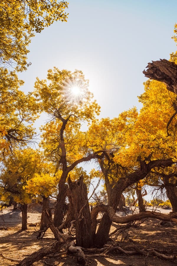 The Scenery of Sidao Bridge in Ejina Populus Euphratica Forest, Inner ...