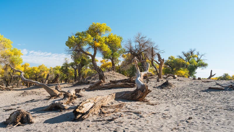 The Scenery of Sidao Bridge in Ejina Populus Euphratica Forest, Inner ...