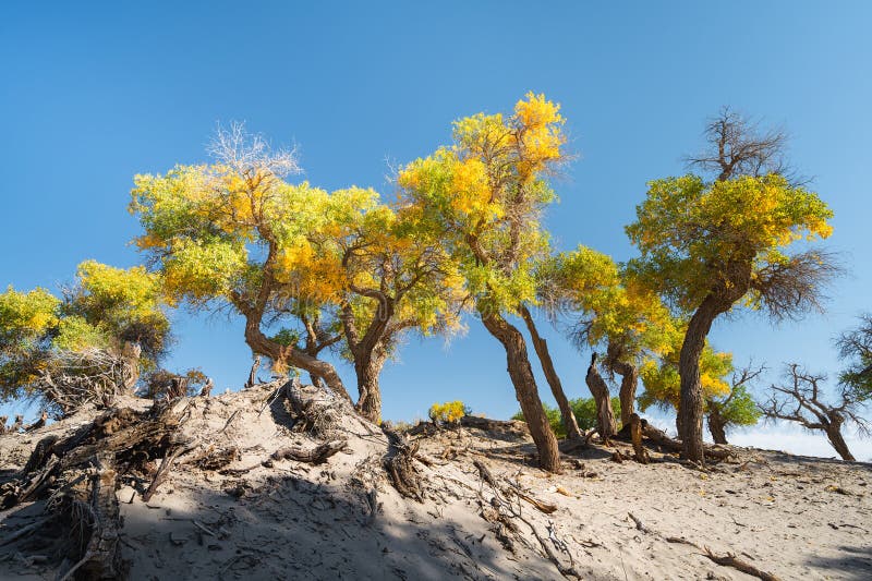 The Scenery of Sidao Bridge in Ejina Populus Euphratica Forest, Inner ...