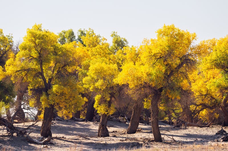 The Scenery of Sidao Bridge in Ejina Populus Euphratica Forest, Inner ...