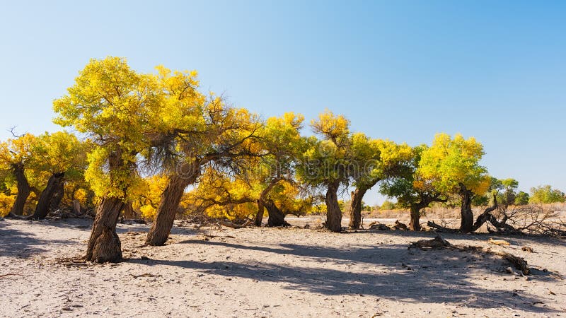 The Scenery of Sidao Bridge in Ejina Populus Euphratica Forest, Inner ...